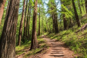 7 Best Hiking Trails Near Cologne, Germany [September 2024]